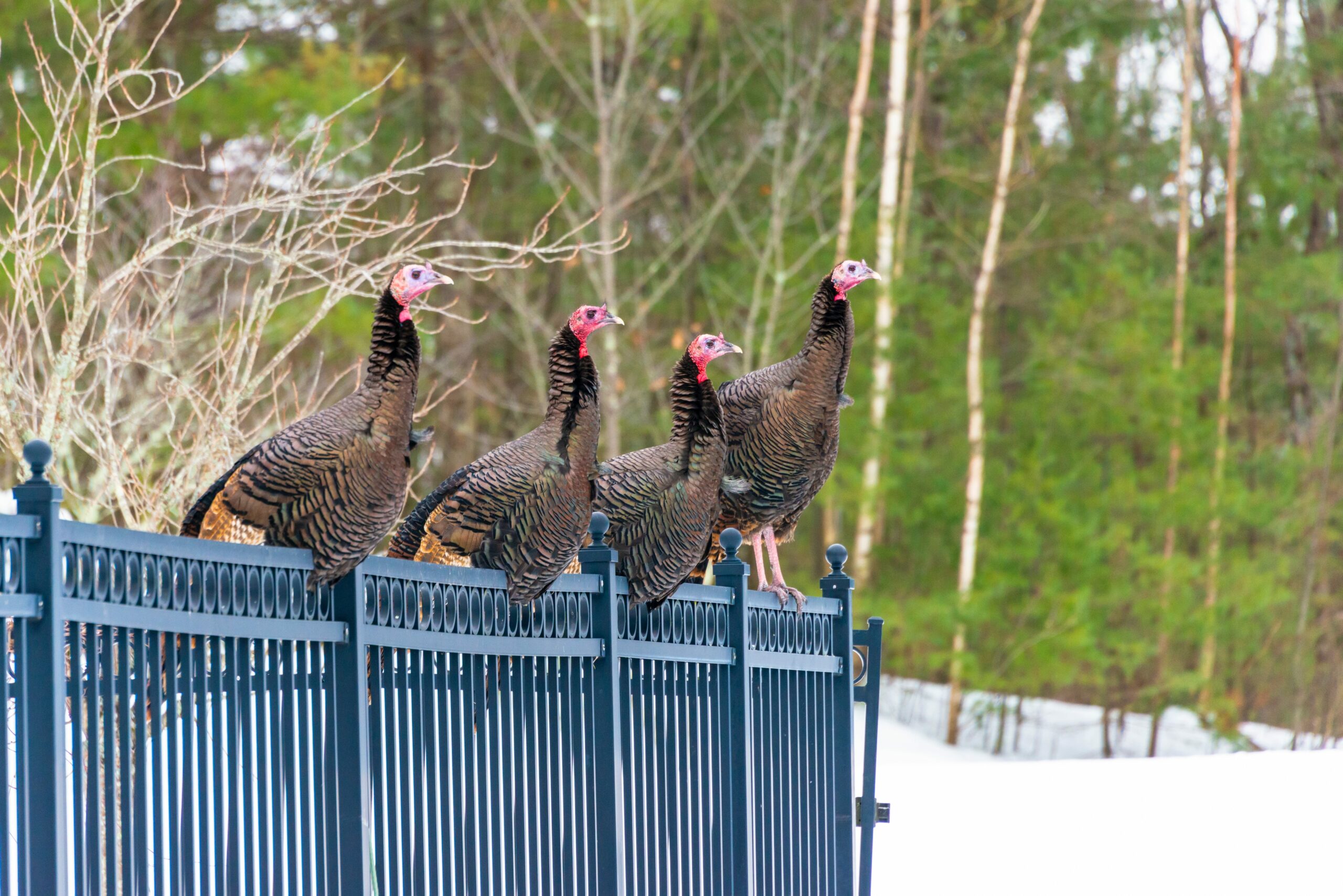 7 ideas to gobble up for your next Turkey Trot - Race Roster — Race Roster